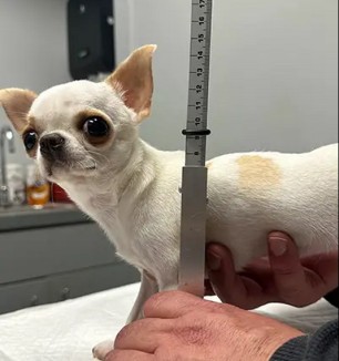 Chihuahua Slightly Taller Than a Teacup is Named World’s Shortest Dog