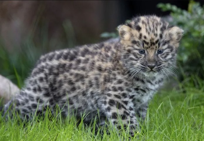 Critically-Endangered Amur Leopard Twins Born at San Diego Zoo: 'A ...