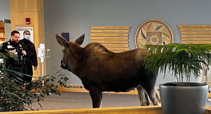 Moose Walks in Alaska Hospital For Lunch – Or Maybe to Get a PET Scan