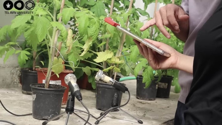 Microphones Reveal Plants Make Many Sounds Especially When Stressed–And ...