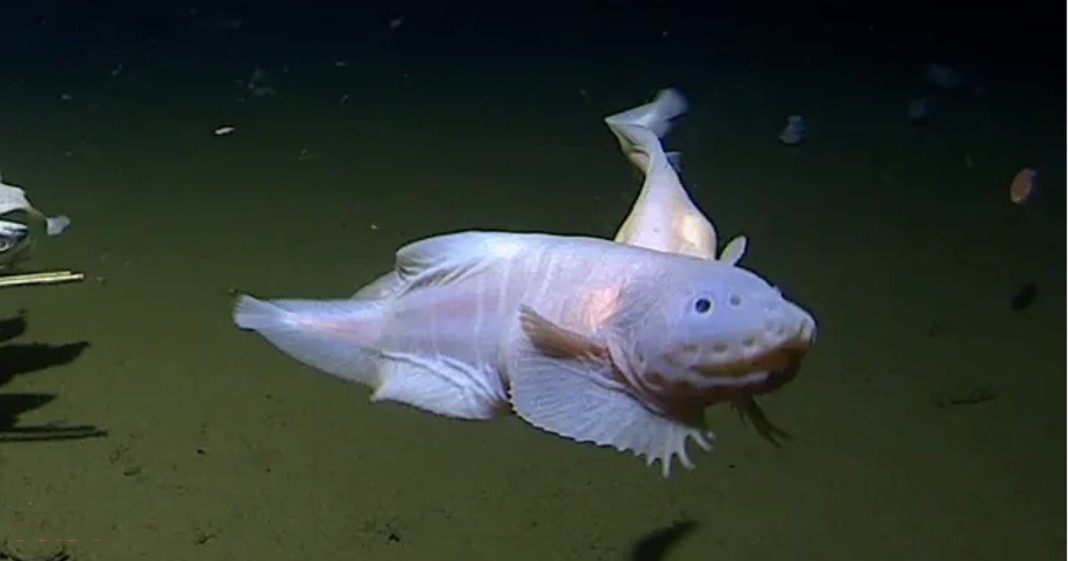 Researchers Capture Video of Deepest Fish Ever Recorded–Almost 5 Miles ...