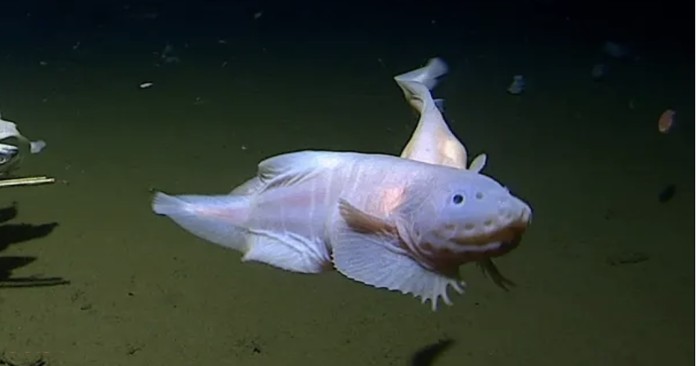 Researchers Capture Video of Deepest Fish Ever Recorded–Almost 5 Miles ...