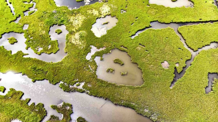 Some Coastal Salt Marshes Are Keeping Up With Sea Level Rise: ‘We Were ...