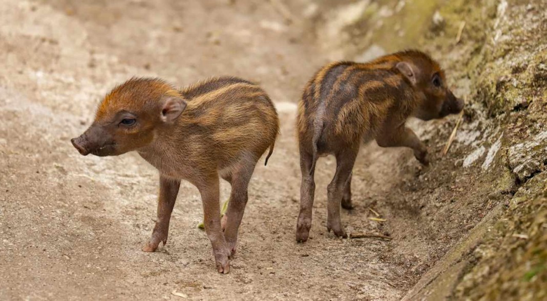A Pair of the World's Rarest–and Most Adorable—Piglets Are Born in a UK Zoo