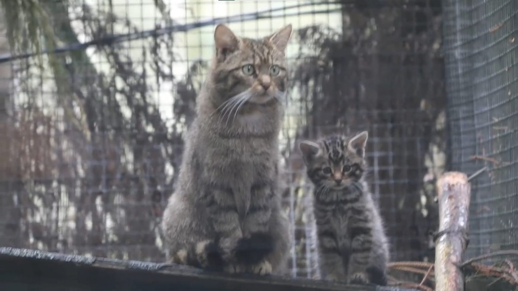 Adorable Photos Show a Newborn Litter of Critically-Endangered Scottish ...