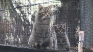 Adorable Photos Show a Newborn Litter of Critically-Endangered Scottish ...