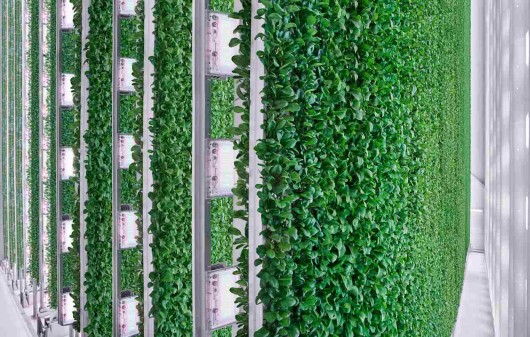 New Indoor Farm in Downtown Compton Grows 4.5 Million Pounds of ...