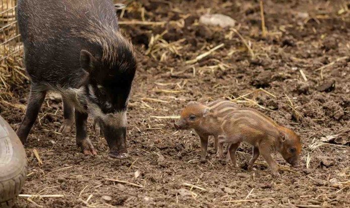 A Pair of the World's Rarest–and Most Adorable—Piglets Are Born in a UK Zoo