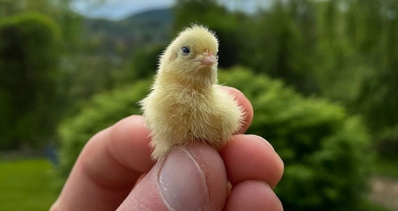 Farmer Filmed the Adorable Moment His Newborn Quails Caused a Mini ...