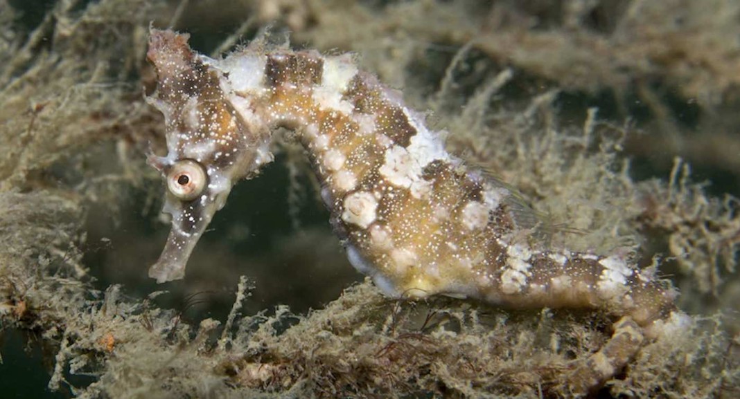 Scientists Release Hundreds of Endangered Seahorses Back Into the Wild ...