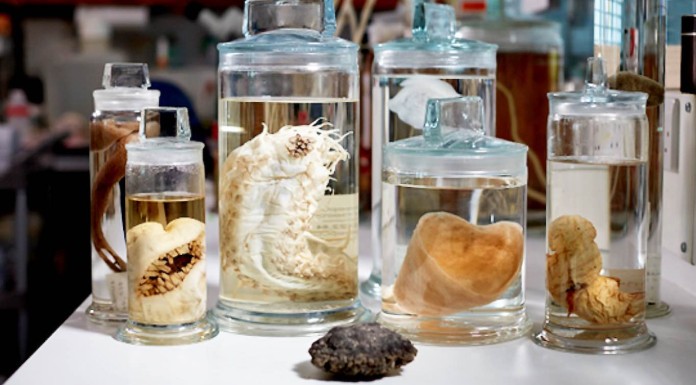 More Than 5,000 Ocean Species Entirely New to Science Discovered by ...