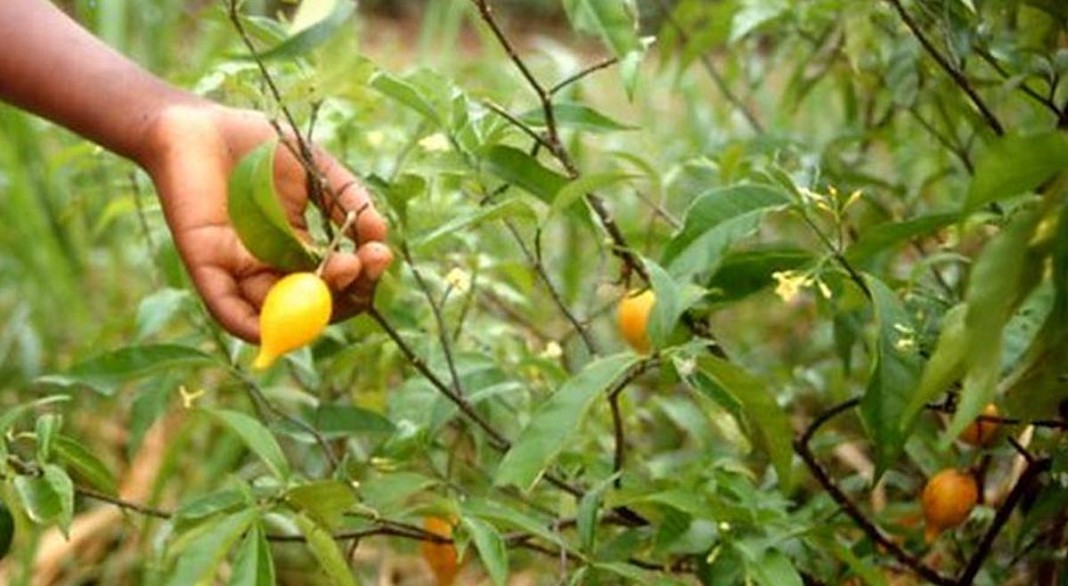 African Psychedelic Plant Medicine Inspires Two New Drugs to Treat ...