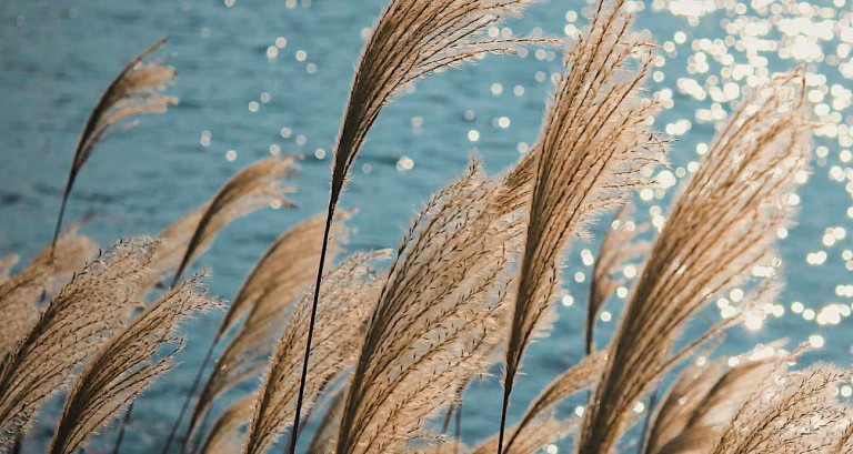 “Without craftsmanship, inspiration is a mere reed shaken in the wind ...