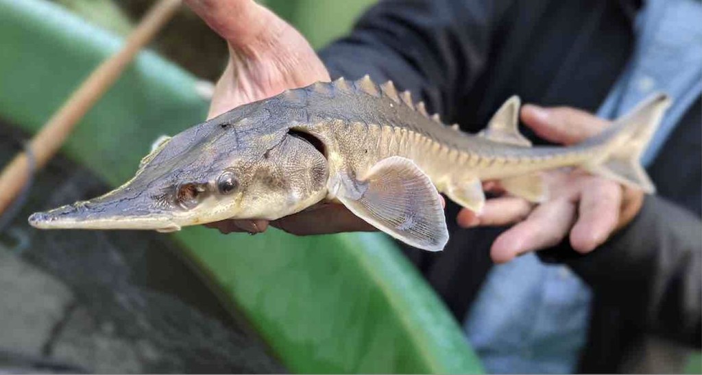 Endangered Sturgeon–A Fish Once So Popular a King Declared Them ‘Royal ...