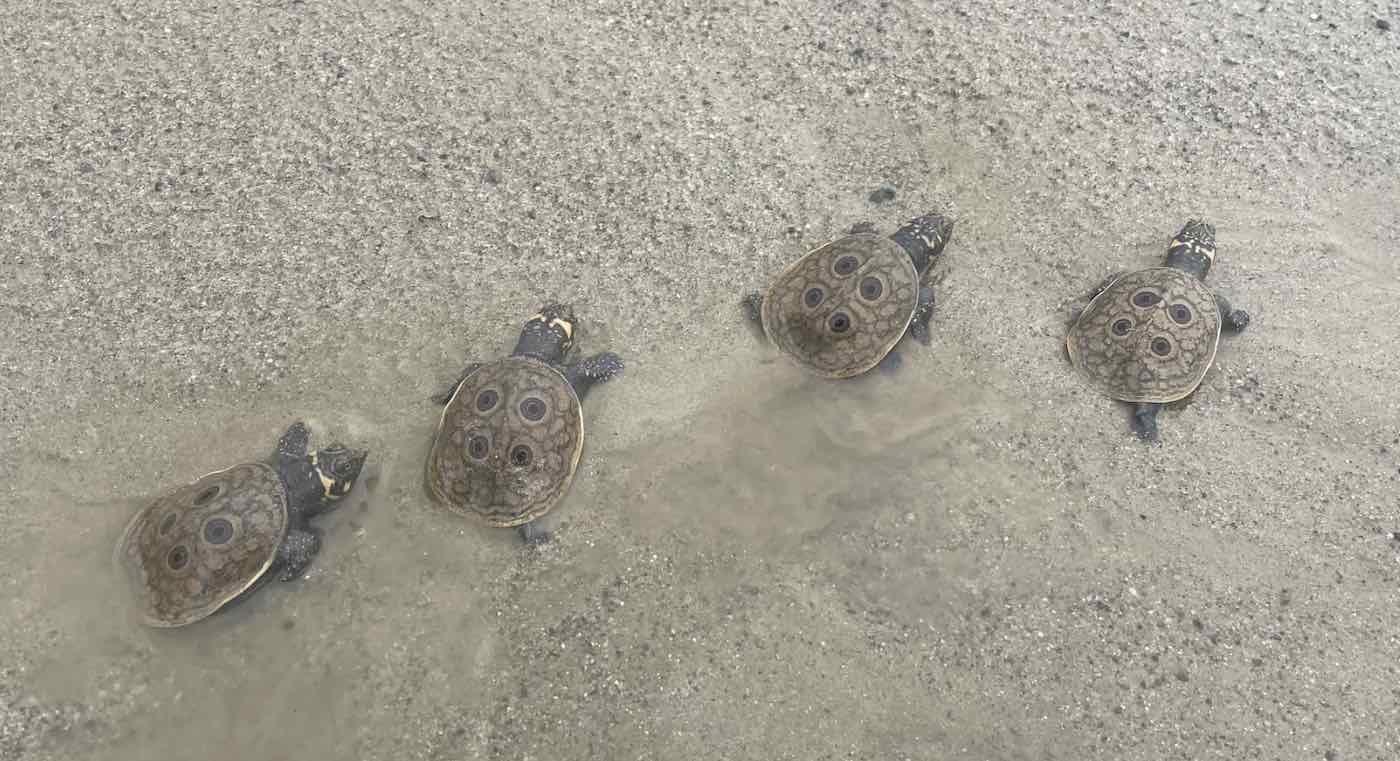 First Recorded Birth of Critically-Endangered Burmese Peacock Turtle ...