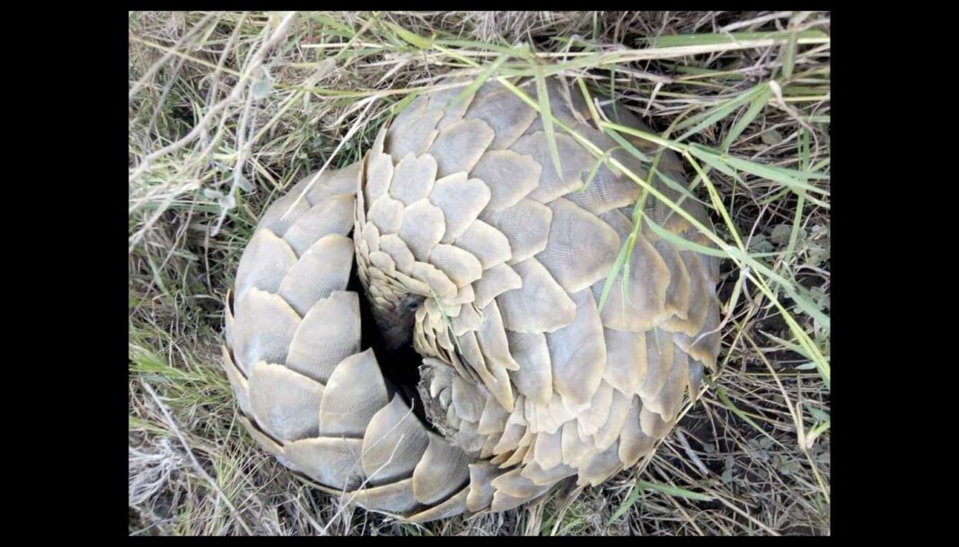 Tiny Scaled Robot Inspired by a Pangolin Can Roll About and Could ...