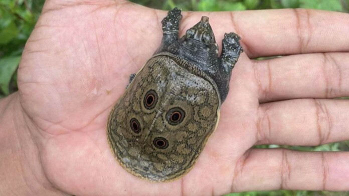 First Recorded Birth of Critically-Endangered Burmese Peacock Turtle ...