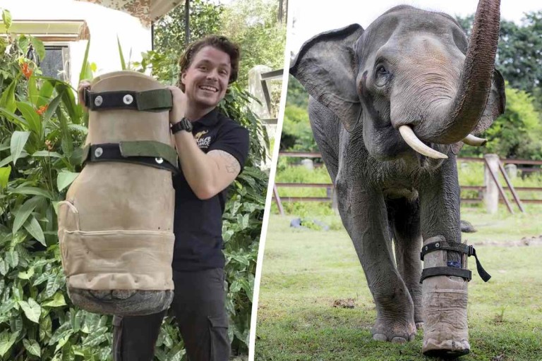 Elephant Fitted With a Prosthetic Foot So He’s Able to Walk Again – LOOK