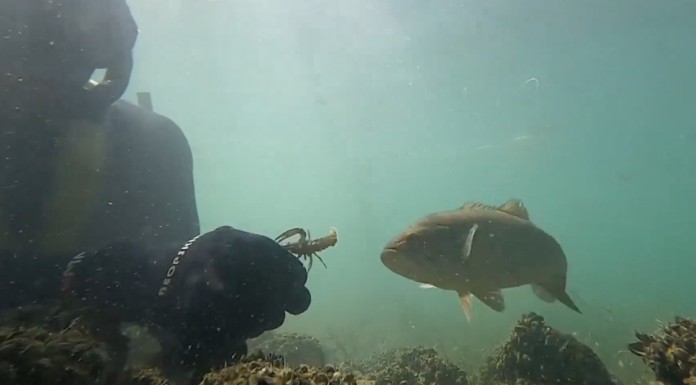 Man Became Friends With a Fish and the Pair ‘Meet’ Every Summer in the ...