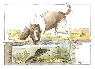 This Super Sniffer Dog Can Help Save the Endangered Species of Great ...