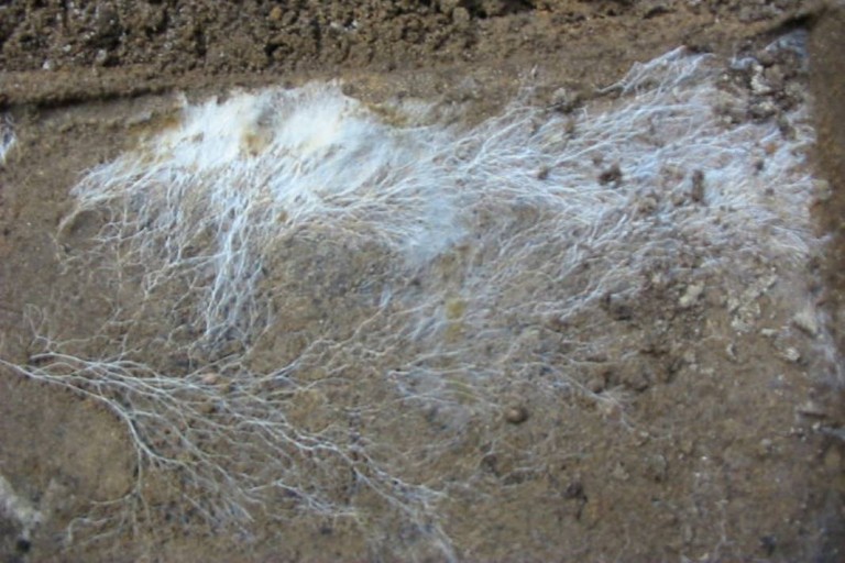 Scientists Set Out to Map Underground Fungal Networks, Find They Cover ...