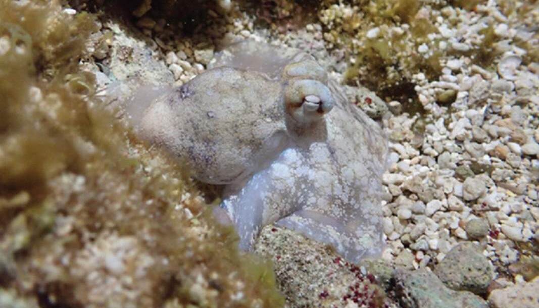 Octopuses Have Remarkably Similar Sleep Patterns to Humans–and May Even ...
