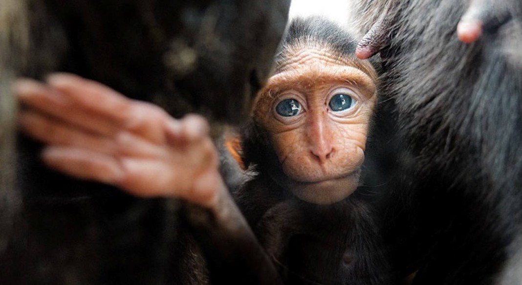 Birth of a Rare Sulawesi Monkey–One of World’s Most Endangered Primates ...