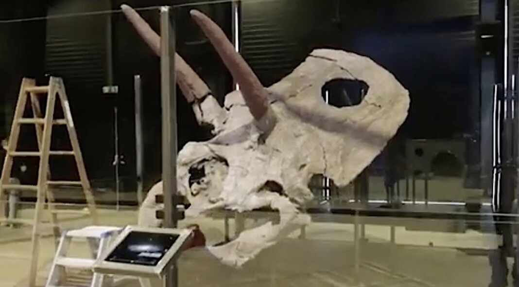 Largest Dinosaur Skull Ever Discovered Going on Display–A Torosaur ...