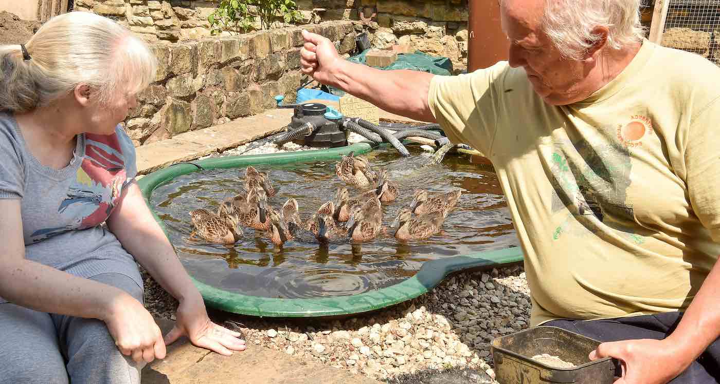 Rescued Duckling Raised by Couple Returns to Their Home 6 Months Later ...