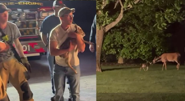 Watch Baby Fawn Rescued After it Fell Down Storm Drain And Reunited ...