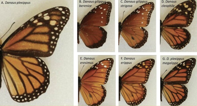 Great Monarch Migration Seems to Owe Success to White Spots on the ...