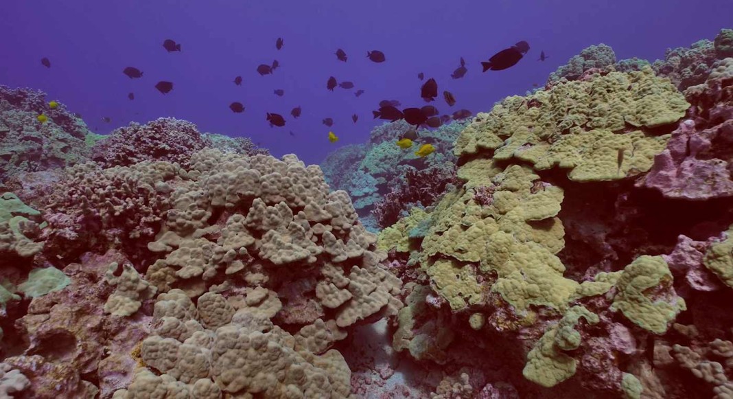 $25 Million Donation Launches Largest Coral Restoration Project in ...