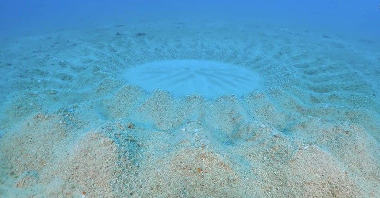 Pufferfish Creating Beautiful Underwater Mandalas–A Scene of Pure Peace