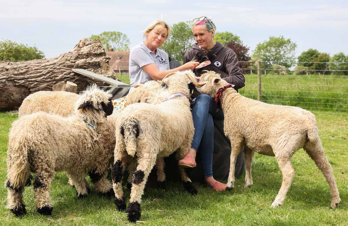 Support Group Using Sheep Helps People Improve Their Mental Health