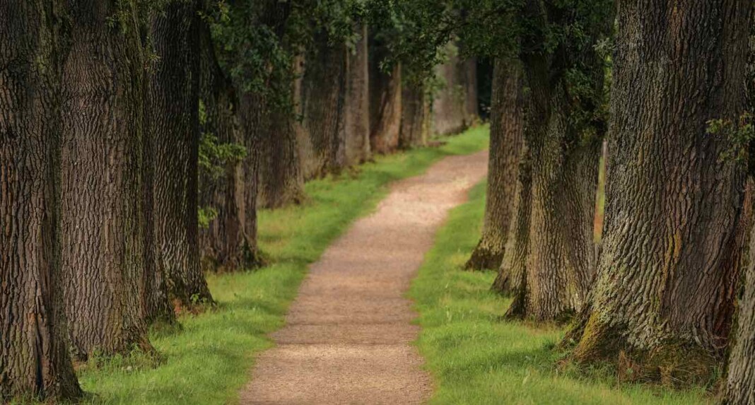“If you would know strength and patience, welcome the company of trees ...