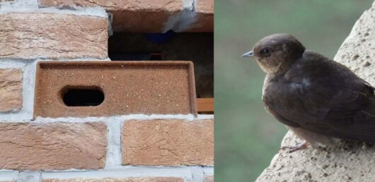 10,000 Bricks With Built-in Bird Homes Installed in UK Homes to Give ...