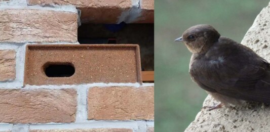 10,000 Bricks With Built-in Bird Homes Installed in UK Homes to Give ...