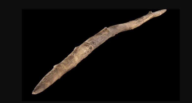 A Humble Stick Reveals Wealth of Information About Extinct Heidelberg ...