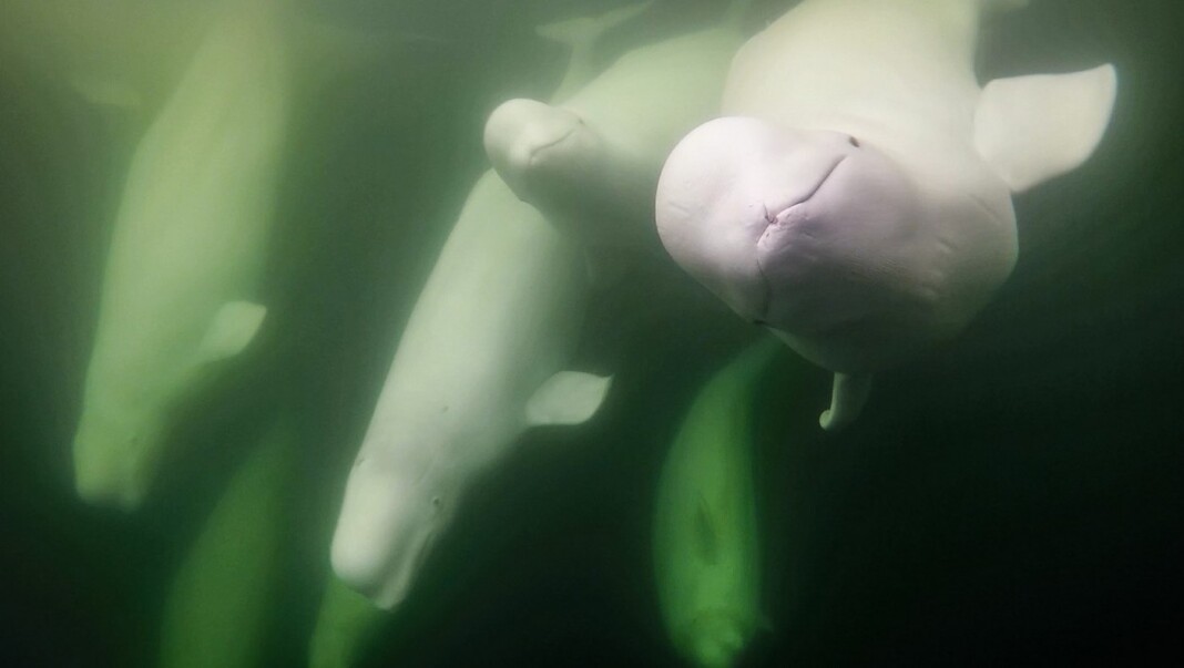 Watch Mesmerizing Migration of 57,000 Beluga Whales in Hudson Bay Live ...