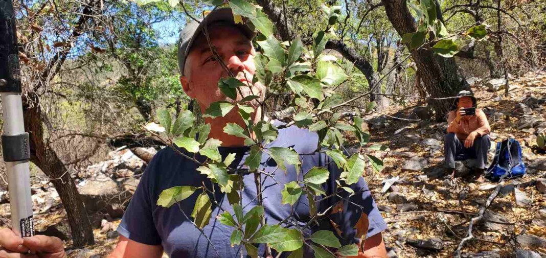 Texas Oak Tree Thought to Be Extinct Discovered in Big Bend National Park