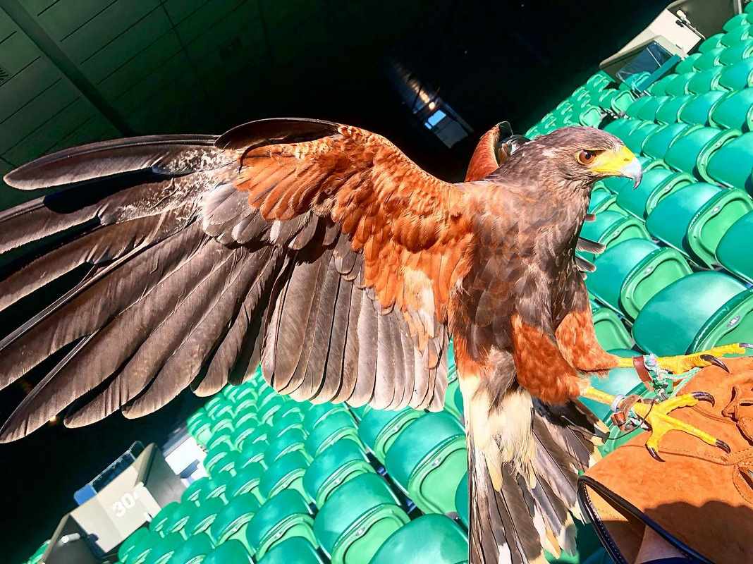 Wimbledon’s Unsung Hero is Rufus the Hawk (Video)