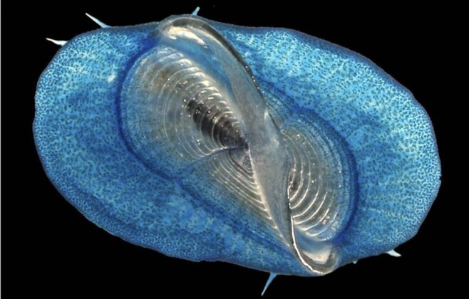 Pacific Garbage Patch Is Teeming With Life–An Ecosystem Older Than ...