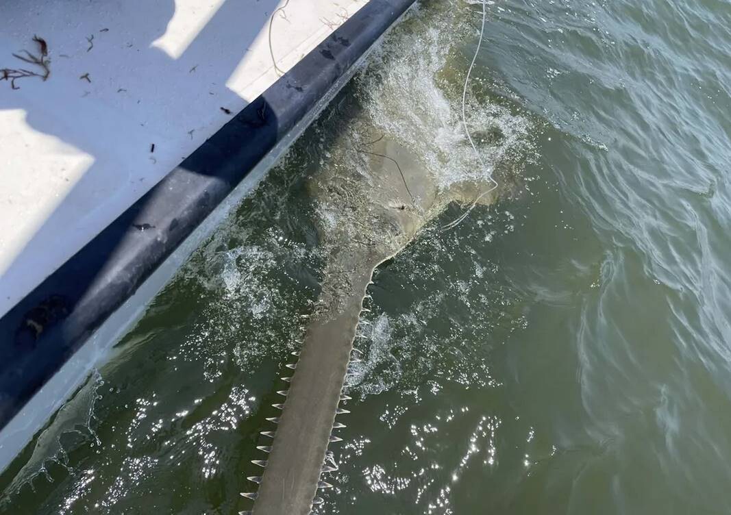 13-Foot Sawfish Spotted Farther North Than Any in Decades Hints at ...