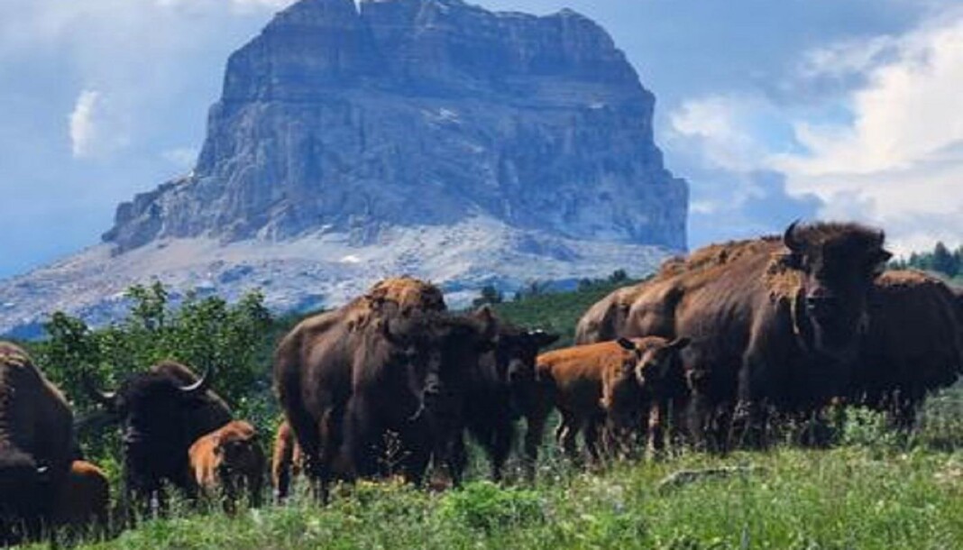 Absolutely Epic: Watch the Release of a Wild Bison Herd onto Blackfeet ...