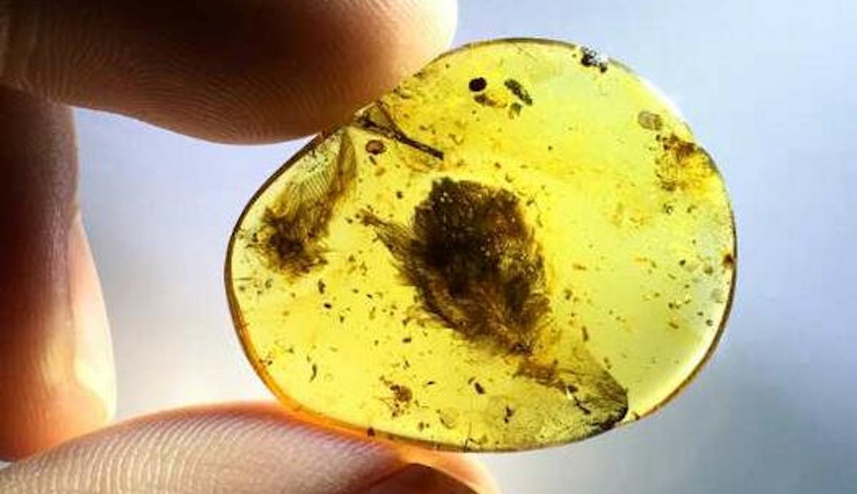 Bird Feathers Preserved in Amber 99 Million Years Ago May Point to ...