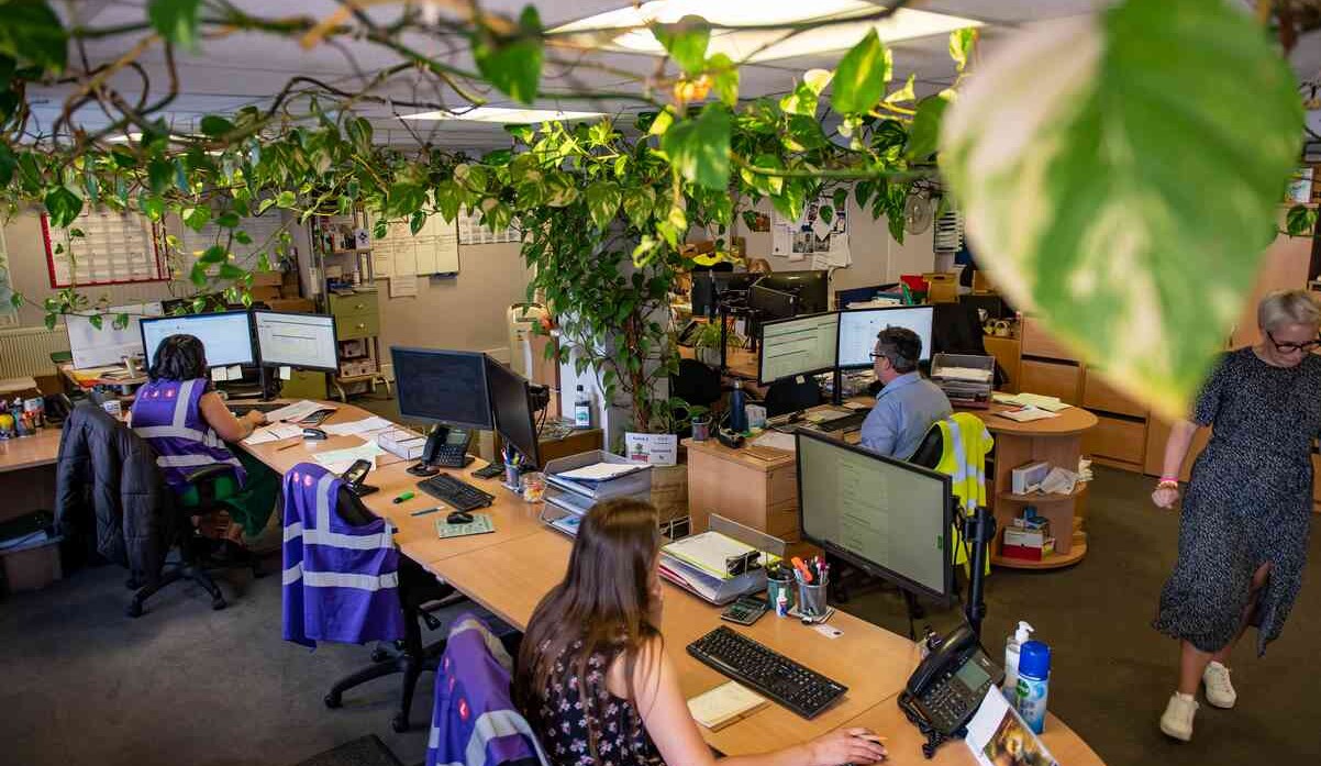Plant Brought to the Office 14 Years Ago Has Grown into 600-Foot Monster