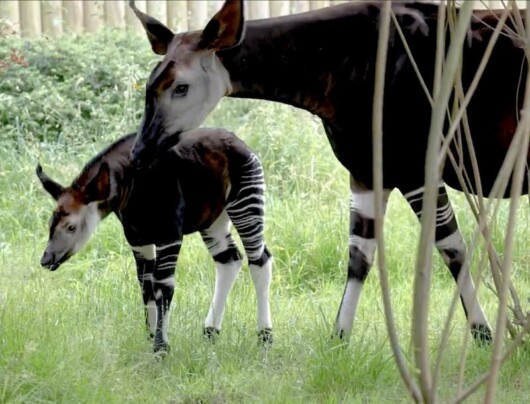 Birth of Rare Okapi at Zoo is Inspiring Hope for One of the Least ...