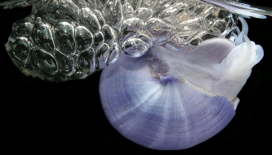 Pacific Garbage Patch Is Teeming With Life–An Ecosystem Older Than ...