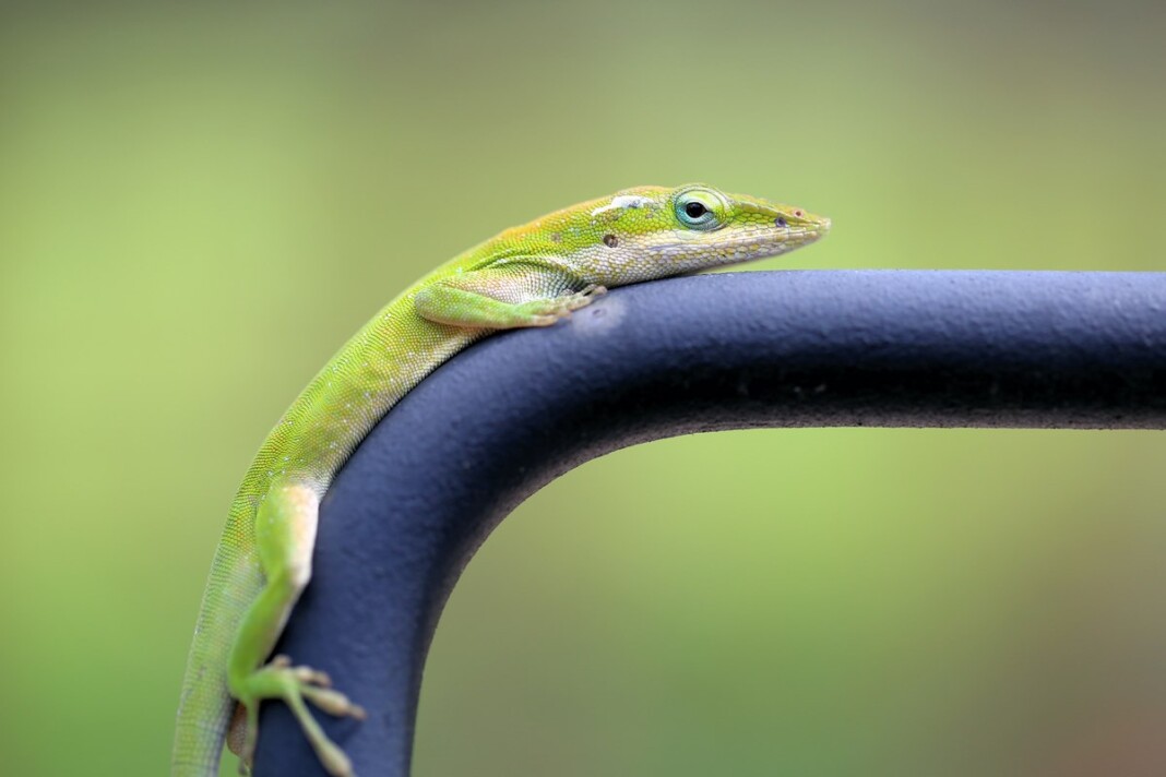 How Lizards Regenerate their Tails Could Lead to Arthritis Treatments ...