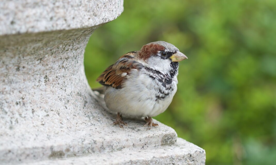 City Sparrows Make Better Dads Than Their Country Cousins, Says New ...